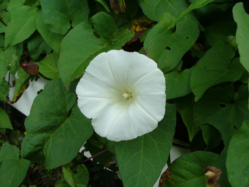 Culcheth Linear Park – mywarrington