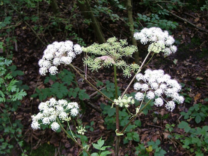 Culcheth Linear Park – mywarrington