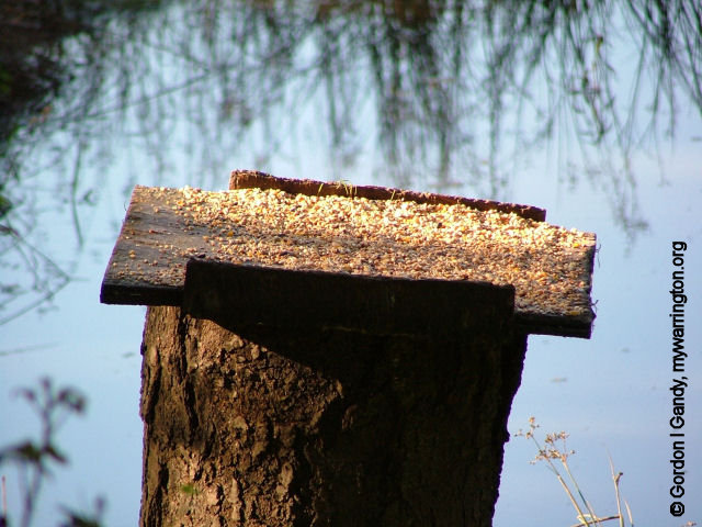 Moore Nature Reserve – mywarrington