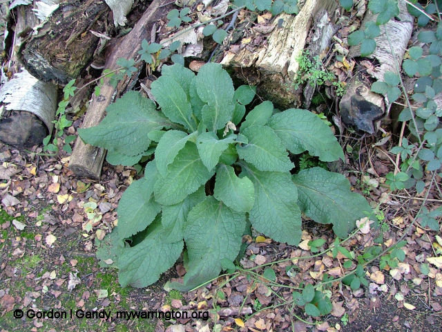 Moore Nature Reserve – mywarrington