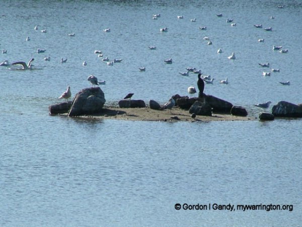 Moore Nature Reserve – mywarrington
