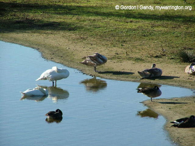 Moore Nature Reserve – mywarrington