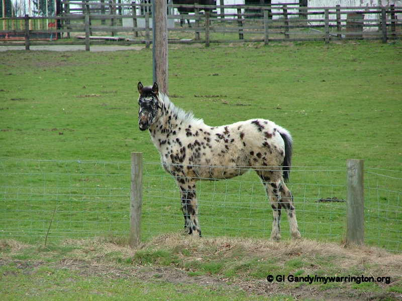 Moore Nature Reserve – mywarrington