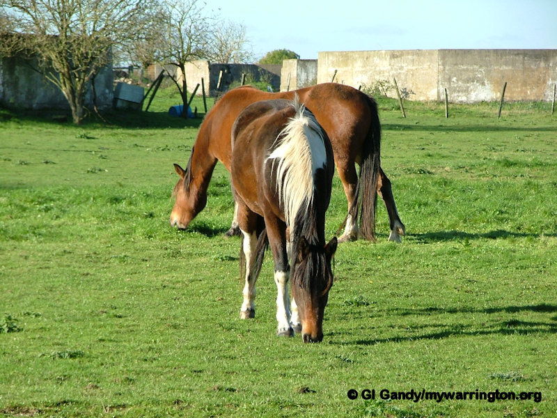 Moore Nature Reserve – mywarrington