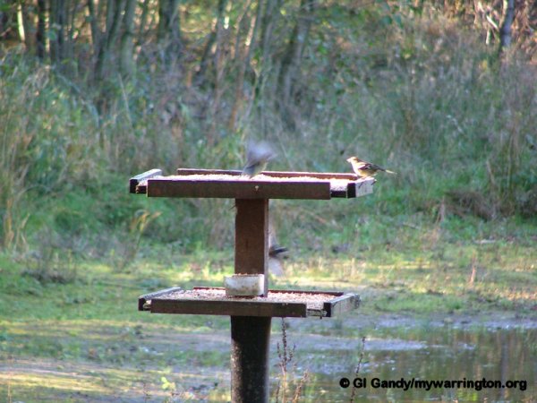 Moore Nature Reserve – mywarrington