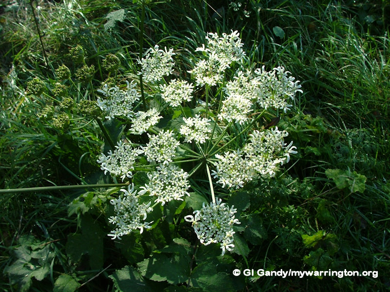 Moore Nature Reserve – mywarrington