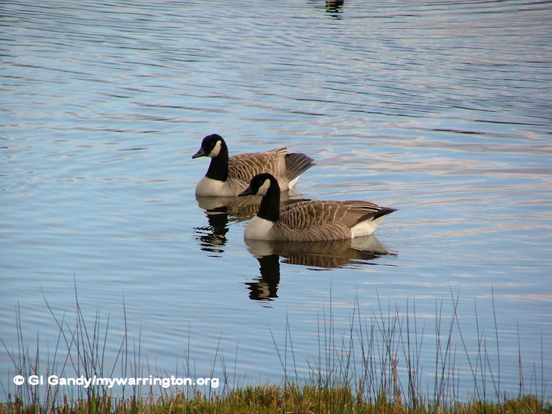 Moore Nature Reserve – mywarrington
