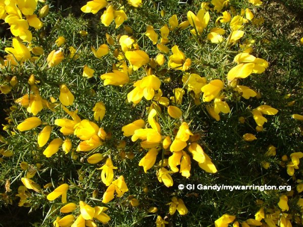 Moore Nature Reserve – mywarrington