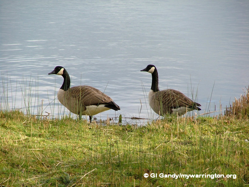 Moore Nature Reserve – mywarrington