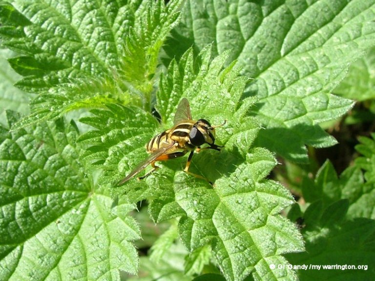 Rixton Claypits Local Nature Reserve – mywarrington