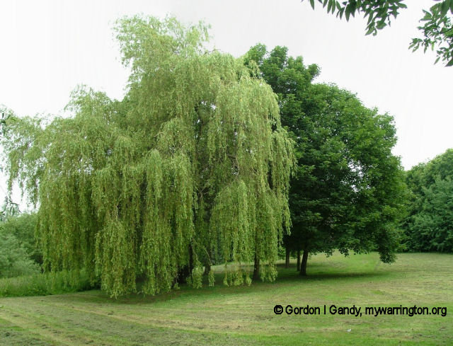 Woolston Park – mywarrington